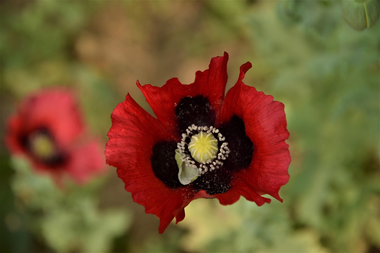 Fleur Coquelicot Plante - Photo gratuite sur Pixabay - Pixabay