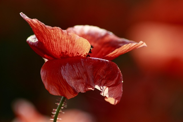 Czerwony Mak Rosa Kwitnąć - Darmowe zdjęcie na Pixabay