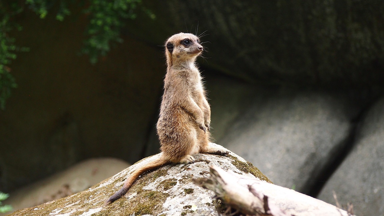 Suricata Zoo Animales - Foto gratis en Pixabay