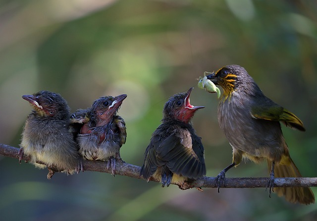 Wildlife Bird Feeding - Free photo on Pixabay - Pixabay