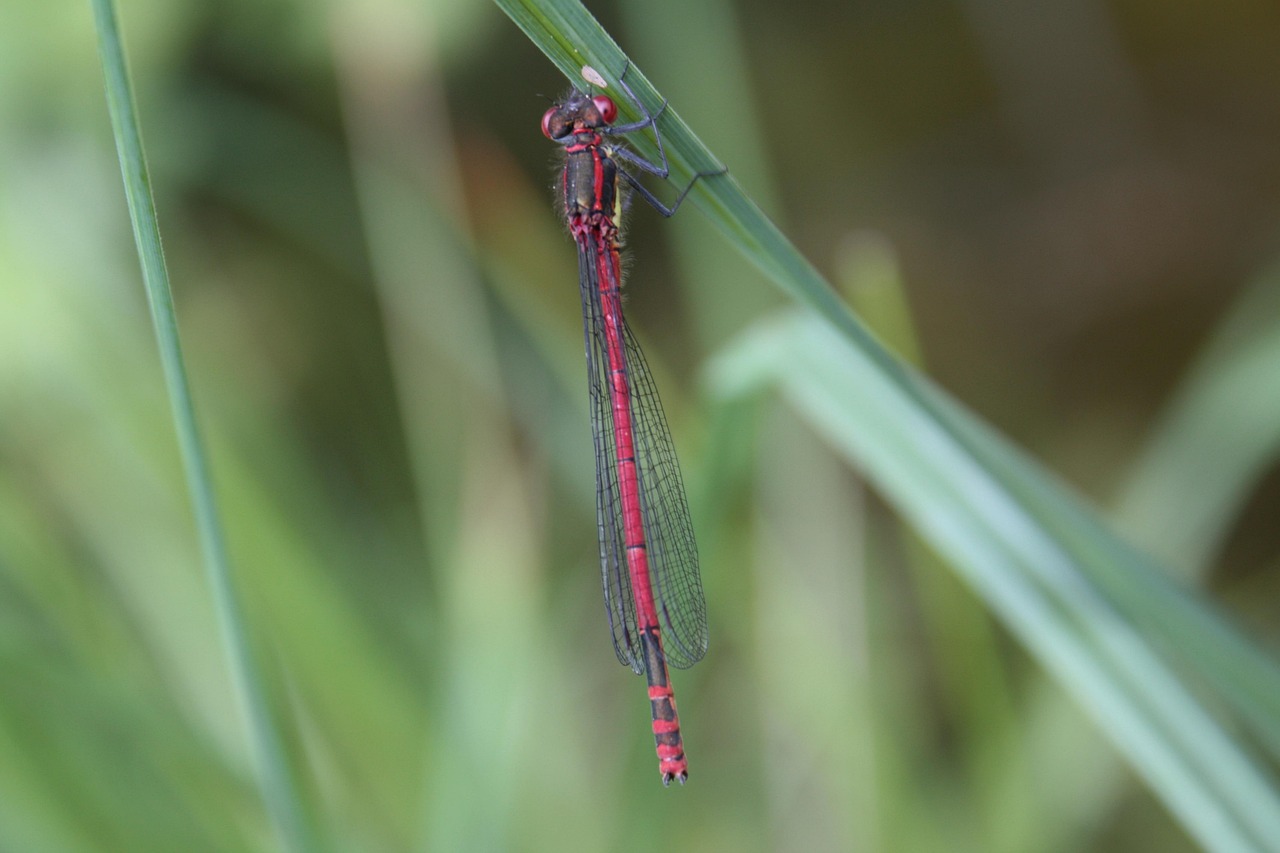 Pyrrhosoma Nymphula Libellule - Photo gratuite sur Pixabay - Pixabay