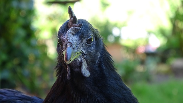 Ayam Cemani Poulet Poule La Nature - Photo gratuite sur Pixabay - Pixabay