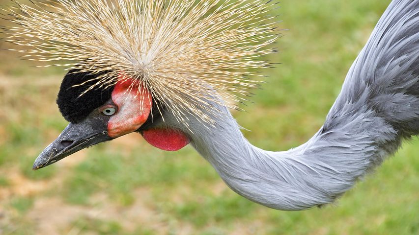 900+ Free Crane Bird & Crane Images - Pixabay