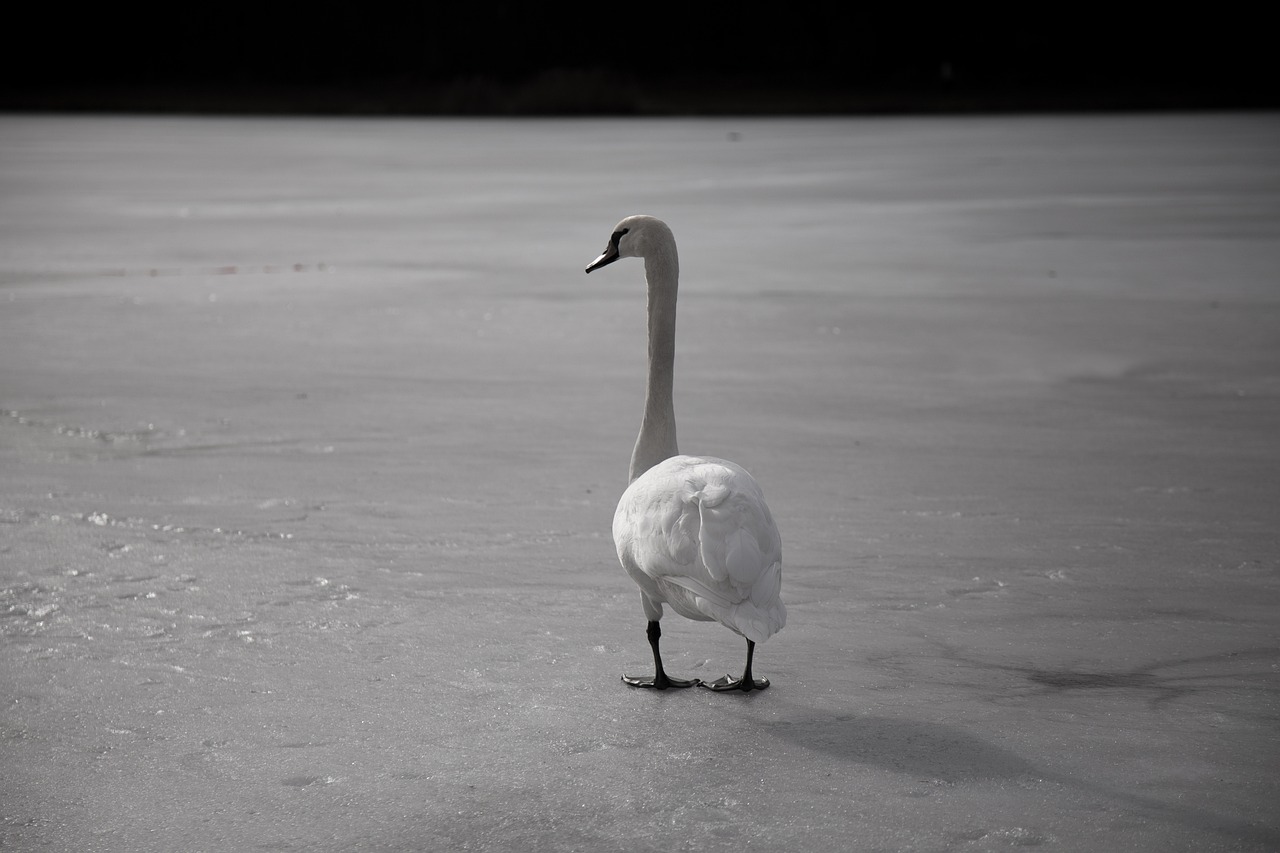 20,000+ Free Swan On Pond & Swan Images - Pixabay