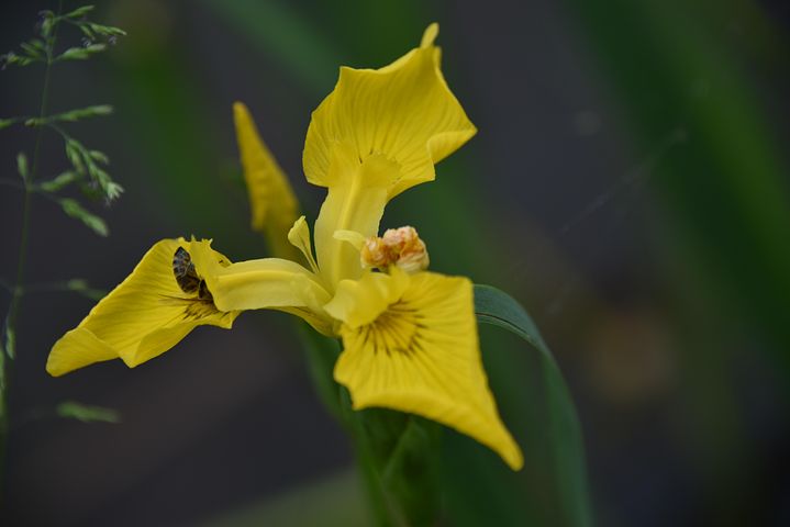 40+ Free Swamp Iris & Iris Photos - Pixabay