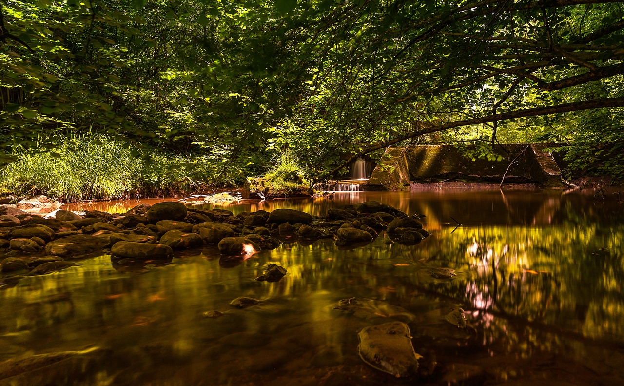 Natureza Floresta Panorama - Foto gratuita no Pixabay - Pixabay