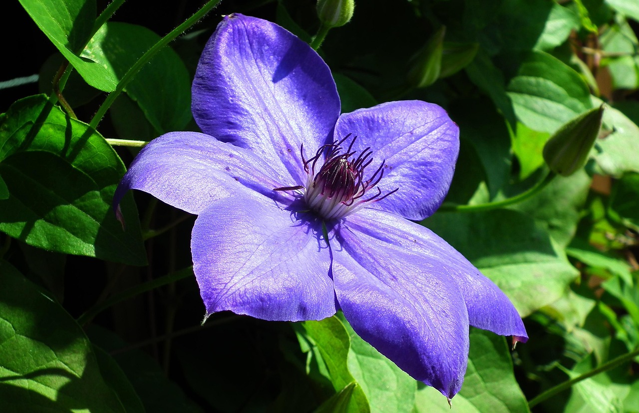 Flor Clemátide Primer Plano - Foto gratis en Pixabay - Pixabay