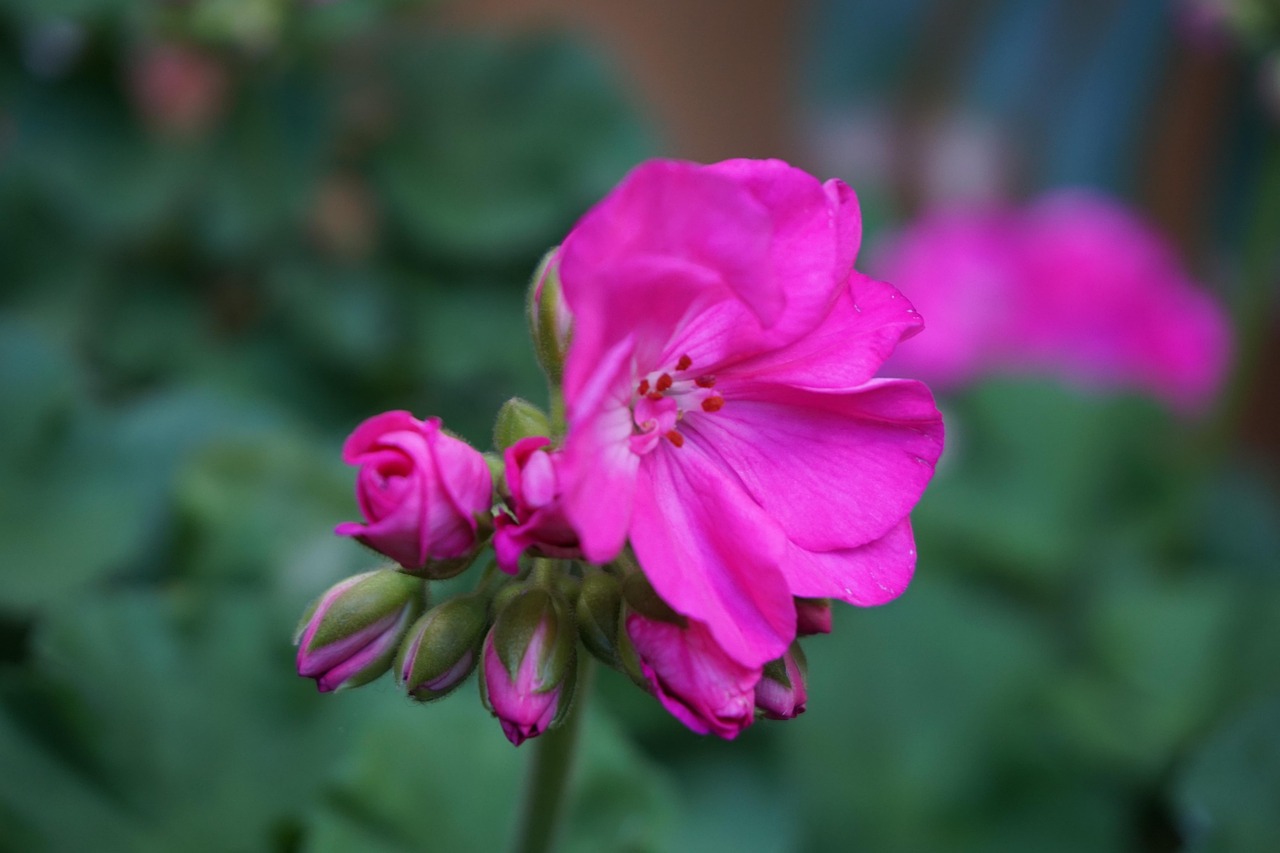 Fleur Bourgeons Magenta - Photo gratuite sur Pixabay - Pixabay