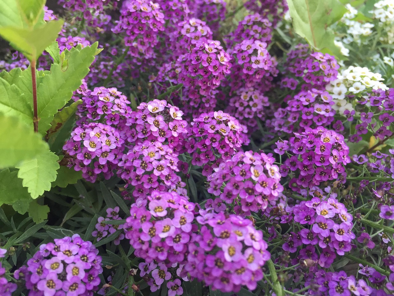 Flores Moradas Naturaleza Jardín - Foto gratis en Pixabay - Pixabay