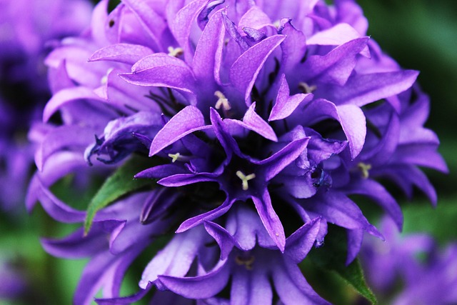 Flower Purple Blooms - Free photo on Pixabay