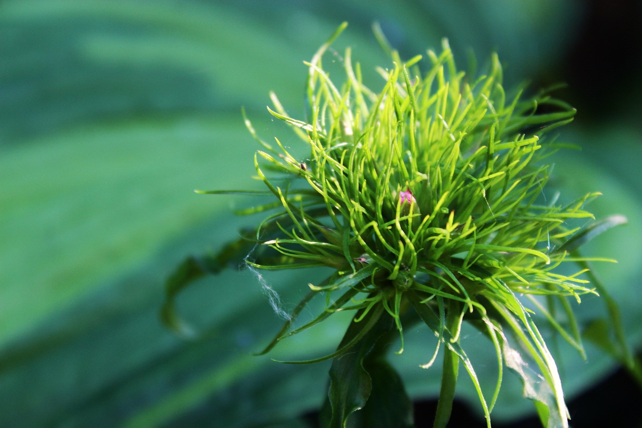 Plant Garden Green - Free photo on Pixabay