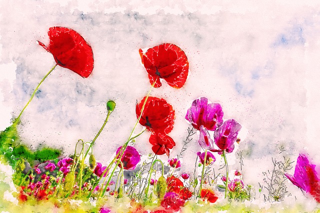 Wiese Blumen Mohnblumen - Kostenloses Bild auf Pixabay - Pixabay