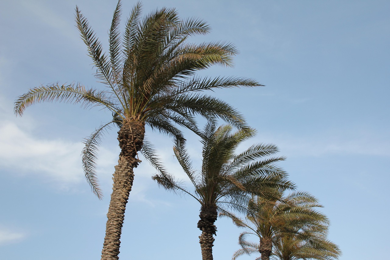 Palmen Himmel Ferien - Kostenloses Foto auf Pixabay