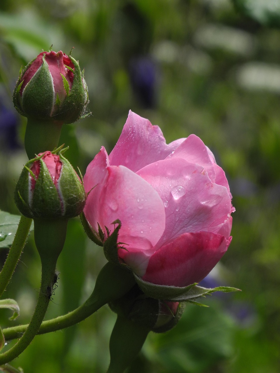 Rose Bourgeon La Nature Fleur De - Photo gratuite sur Pixabay - Pixabay