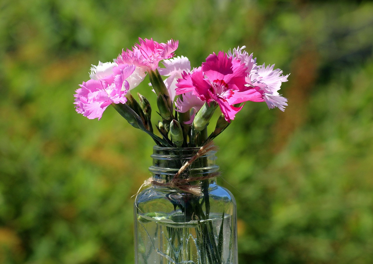 Cloves Flowers Pink Small - Free photo on Pixabay - Pixabay
