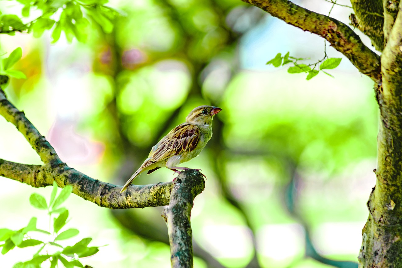 Passerine Shooting Bird - Free photo on Pixabay