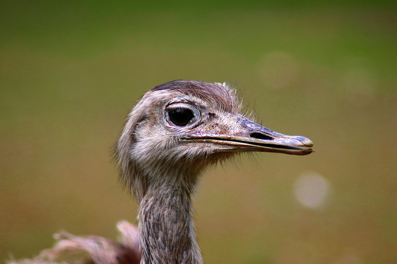 Více než 700 obrázků na téma Animal In Cage a Příroda zdarma - Pixabay