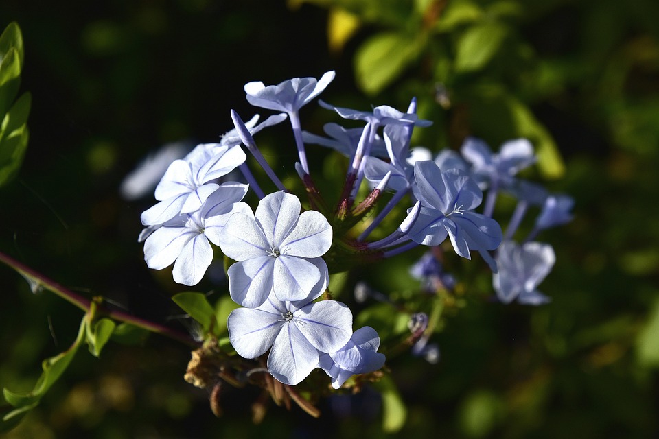 Flora Yard Nature - Free photo on Pixabay - Pixabay