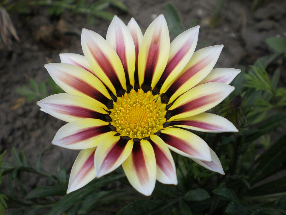 Gazania Bunga Overflow - Foto gratis di Pixabay