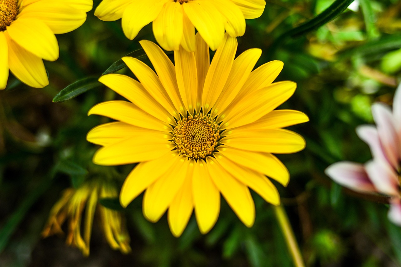 Bunga Yang Indah Linda Flower - Foto gratis di Pixabay - Pixabay