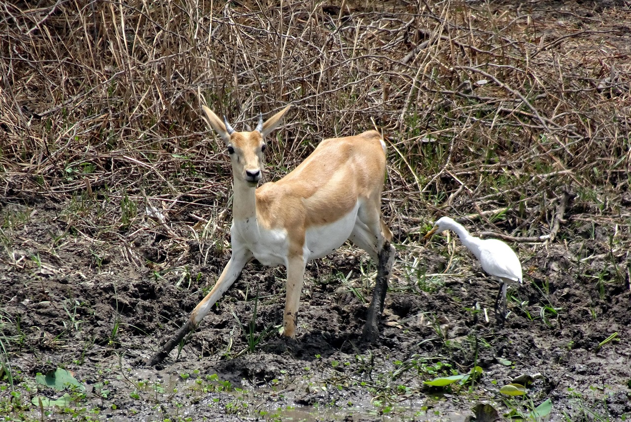 Blackbuck Antilope Cervicapra - Free photo on Pixabay - Pixabay