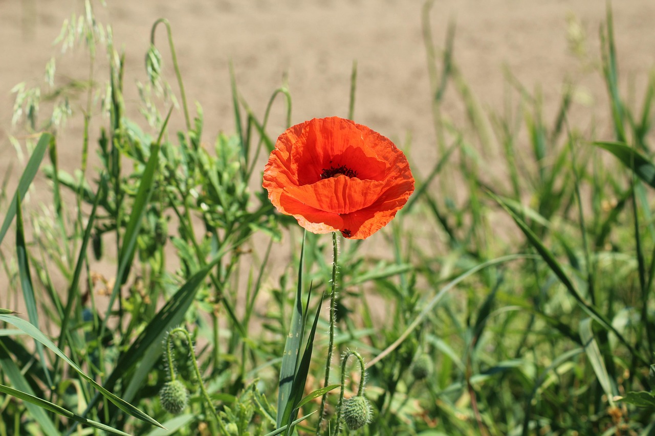 Papavero Fiore Di Campo Rosso - Foto gratis su Pixabay - Pixabay