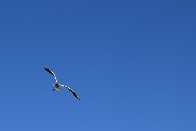 Gull Sky Blue - Free photo on Pixabay - Pixabay