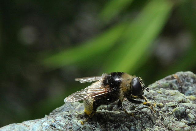Insecto Abeja Polinización - Foto gratis en Pixabay - Pixabay