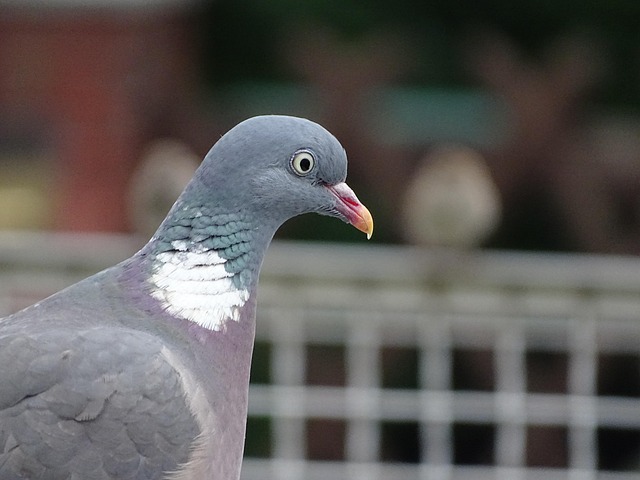Colombe Pigeon Ramier Des - Photo gratuite sur Pixabay - Pixabay