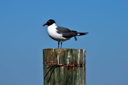 20+ Free Laughing Gull & Bird Photos - Pixabay