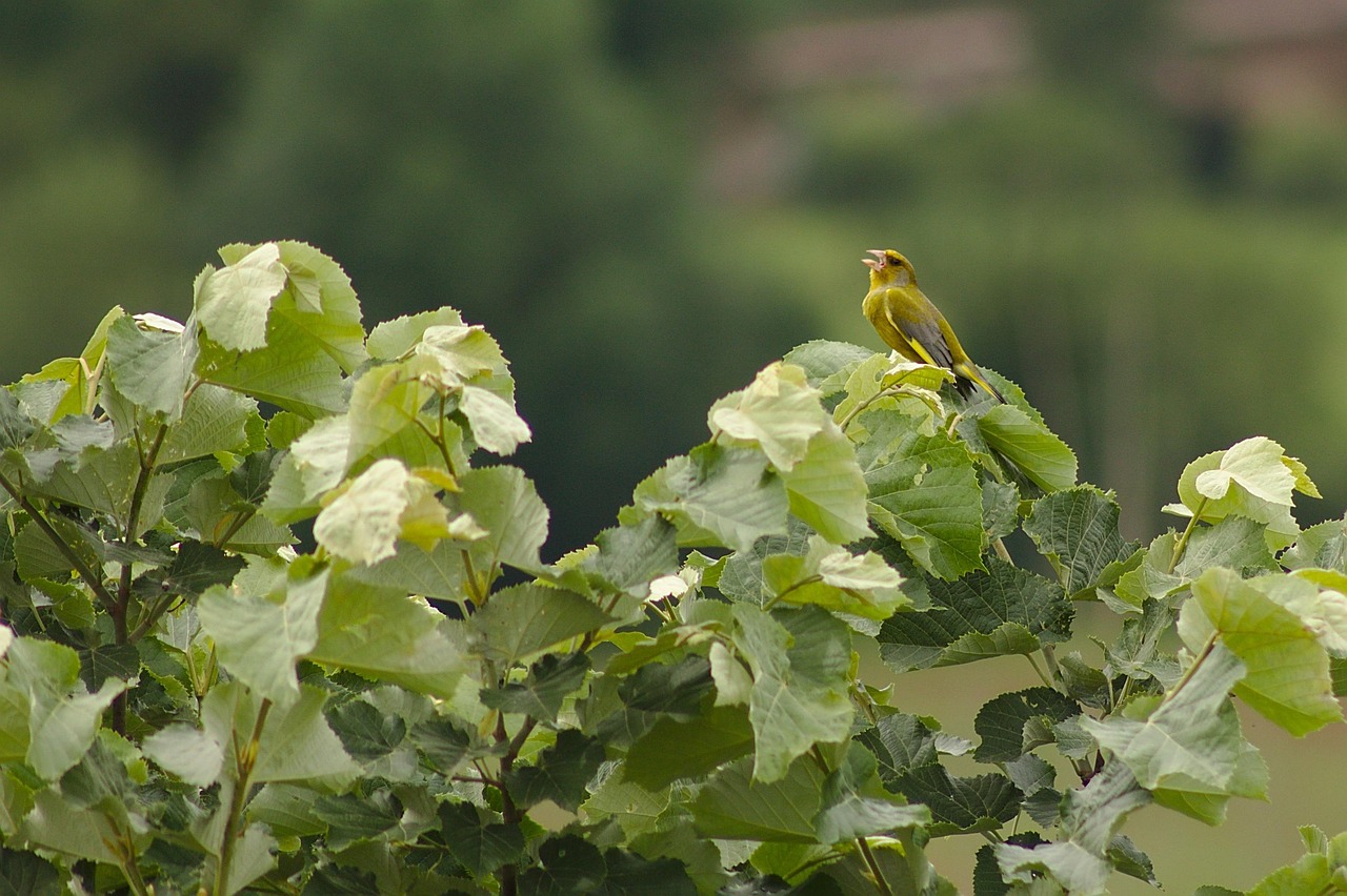 Verdier Birds Aveyron - Free photo on Pixabay - Pixabay