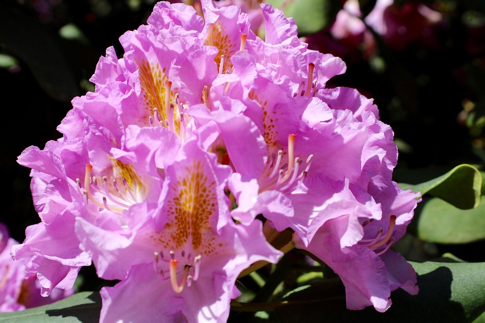 Rhododendron Blossom Bloom - Free photo on Pixabay