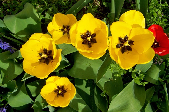 Tulip Bunga Kuning Musim - Foto gratis di Pixabay - Pixabay