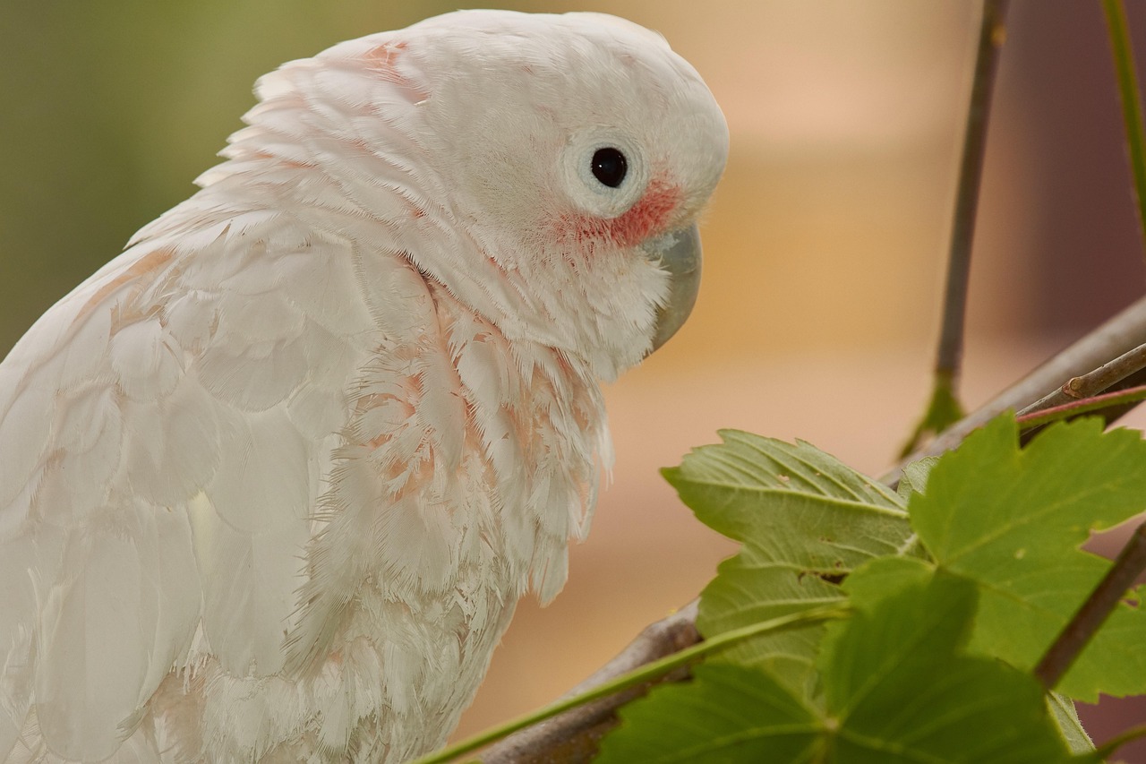 Papagei Kakadu Vogel - Kostenloses Foto auf Pixabay