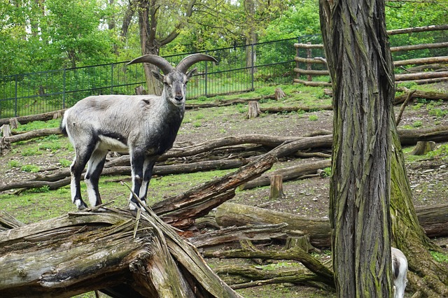 Bharal Himalayan Blue Sheep Prague - Free photo on Pixabay - Pixabay