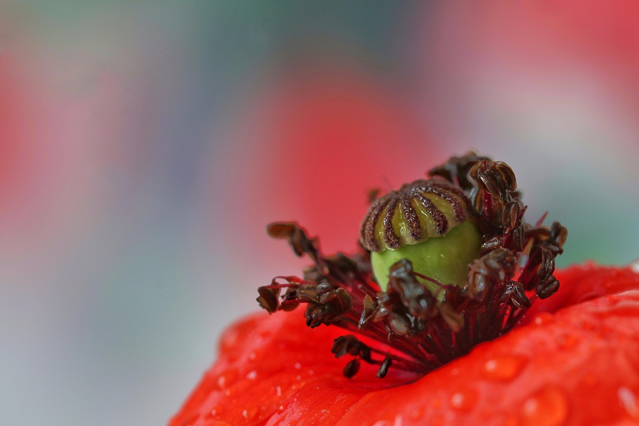 Poppy Macro Photography - Free photo on Pixabay - Pixabay