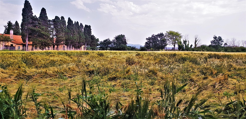 Tuscany Trigo Italia - Foto gratis en Pixabay - Pixabay