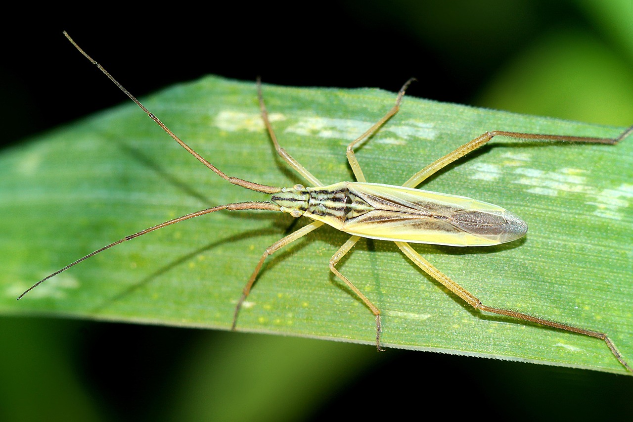 Insecte Punaise Closeup - Photo gratuite sur Pixabay - Pixabay
