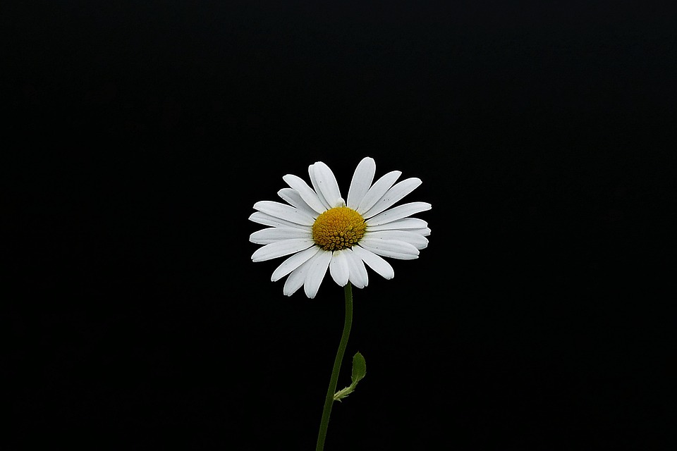 Margarite Close-Up Flower - Free photo on Pixabay - Pixabay