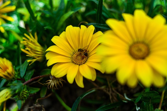 Linda Flower Yellow Petal - Free photo on Pixabay - Pixabay