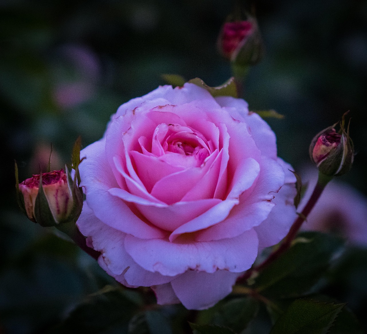 Rose Fleur Floraison - Photo gratuite sur Pixabay - Pixabay