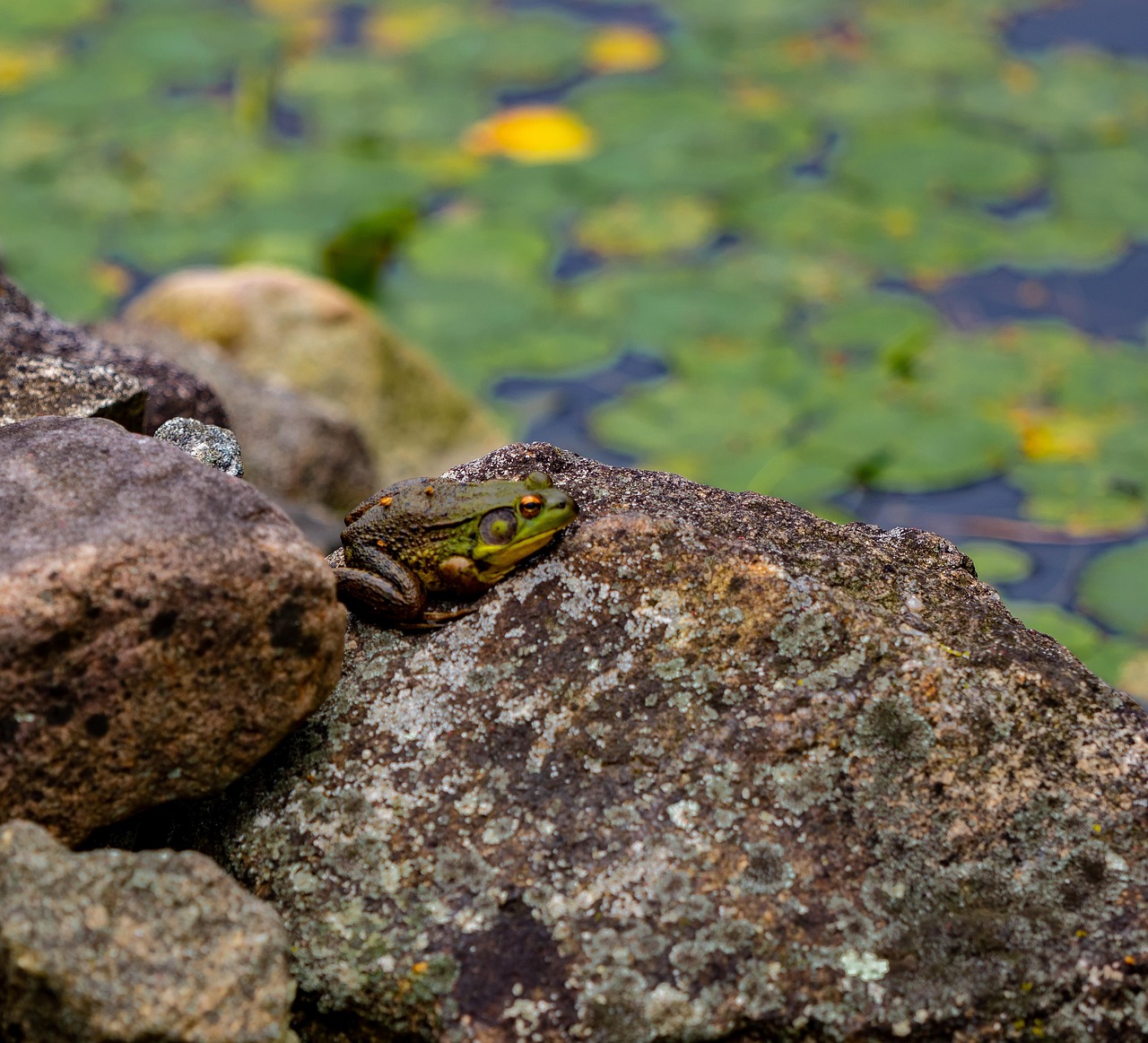 Étang Poisson L'Eau - Photo gratuite sur Pixabay - Pixabay