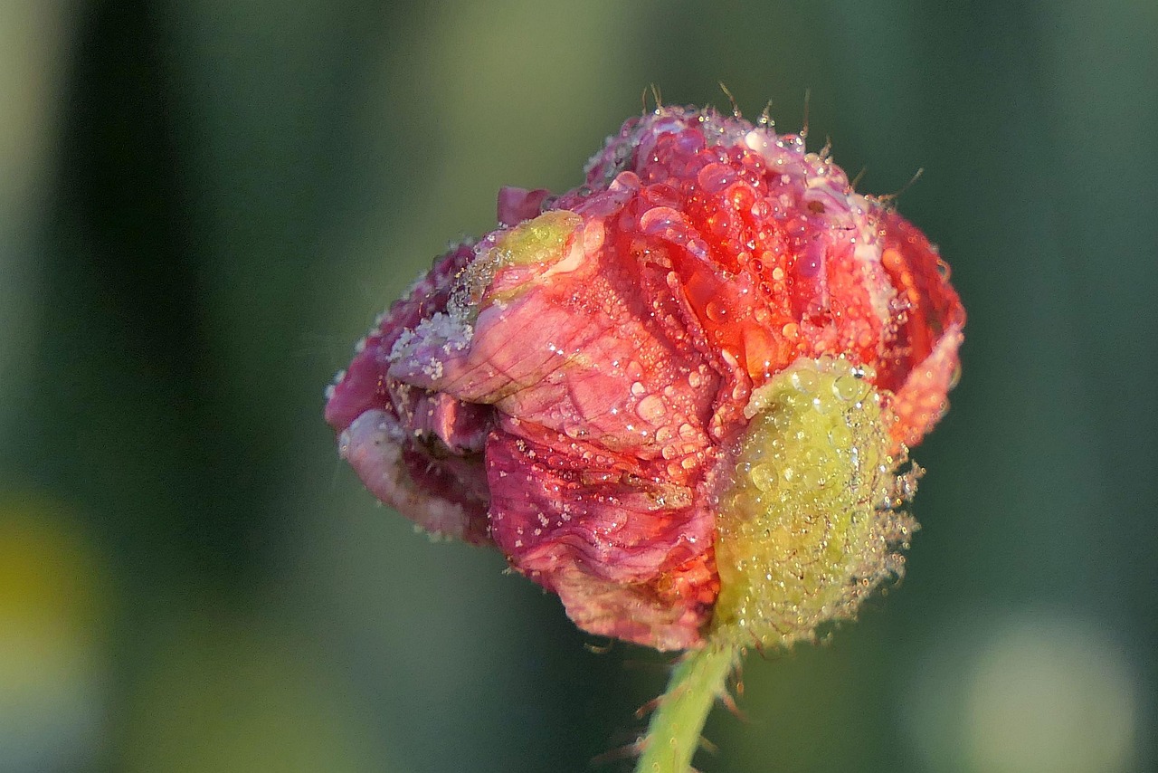 Bunga Poppy Titik Embun Merapatkan - Foto gratis di Pixabay - Pixabay