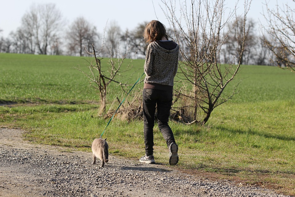 Woman Cat Walk - Free photo on Pixabay - Pixabay