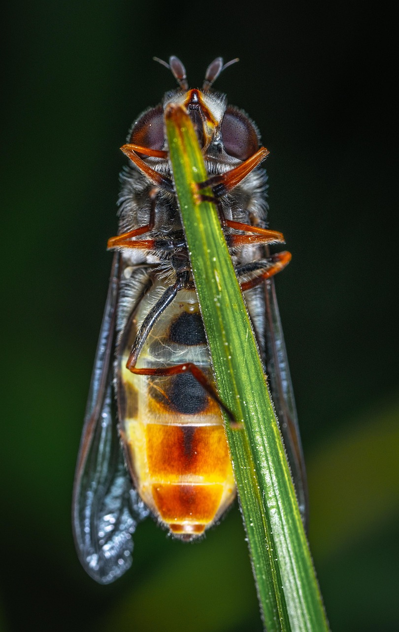 Insecto Macro Invertebrado - Foto gratis en Pixabay - Pixabay