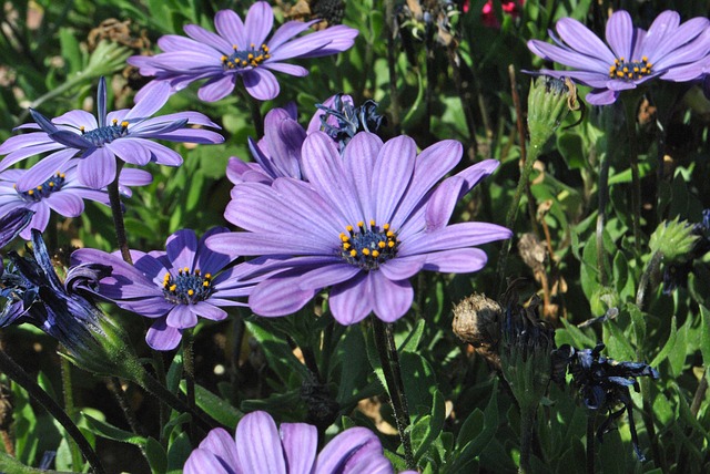 Fleur Mauve - Photo gratuite sur Pixabay - Pixabay