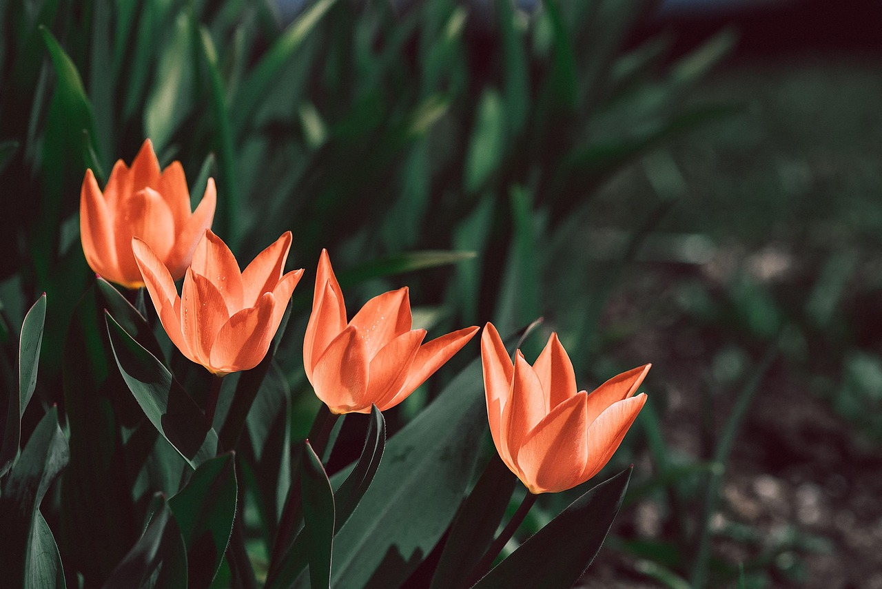 Tulips Orange - Free photo on Pixabay - Pixabay