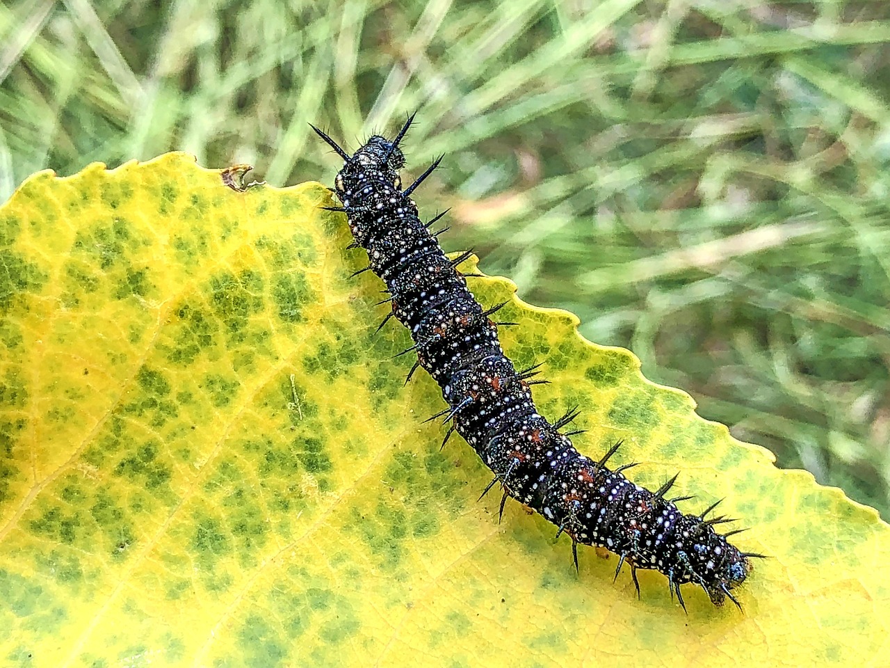 90+ Free Centipede & Millipede Images - Pixabay