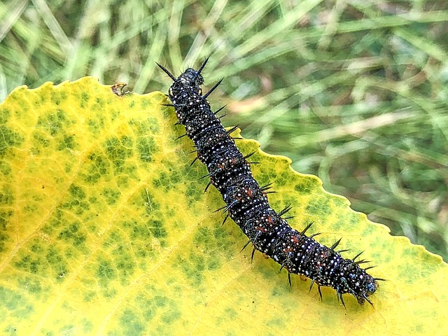 Centipede Caterpillar Animal - Free photo on Pixabay