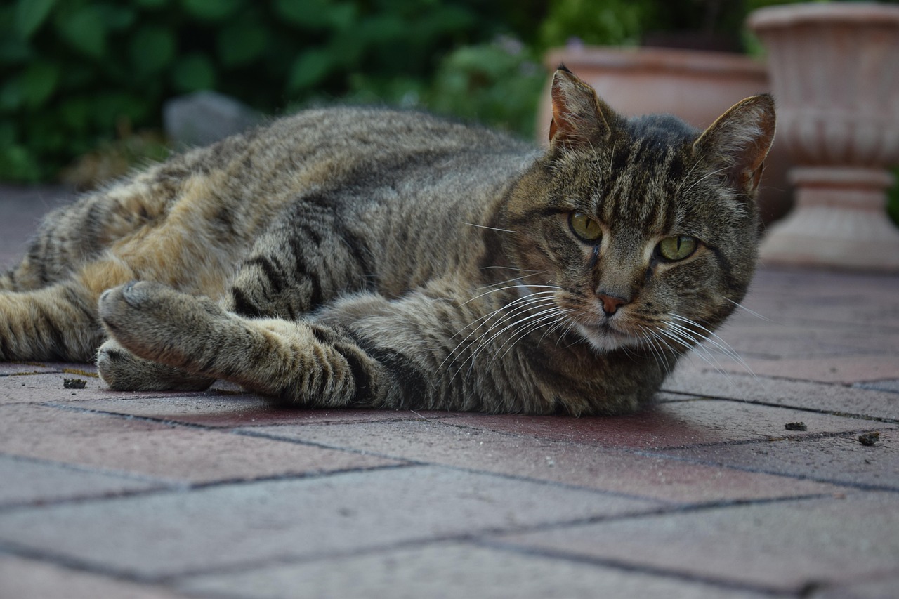 Avslappet Katt Alf Dyrebeskyttelsen Norge Oslo Og Akershus